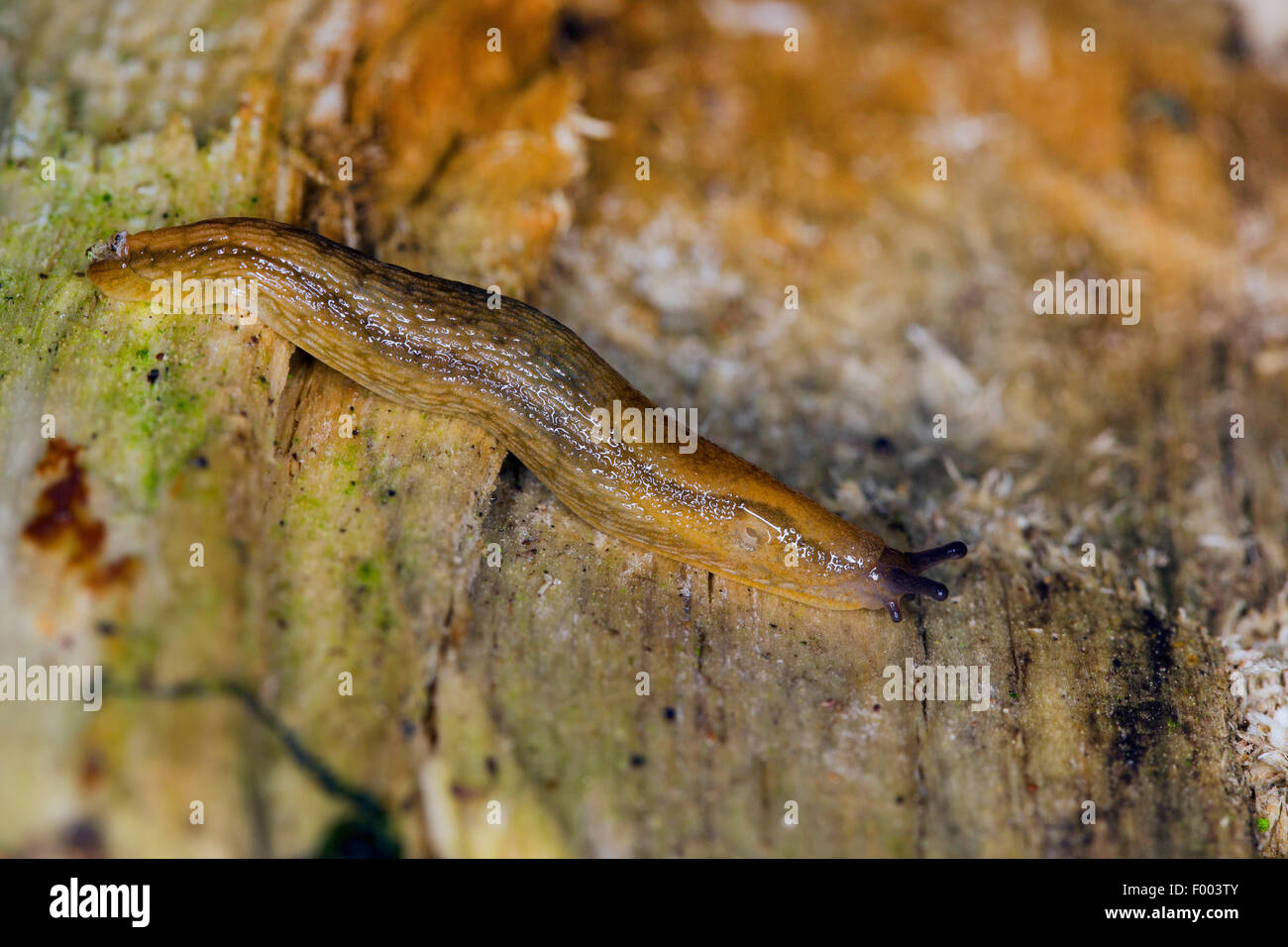 dusky slug, dusky arion (Arion subfuscus), on deadwood, Germany Stock ...