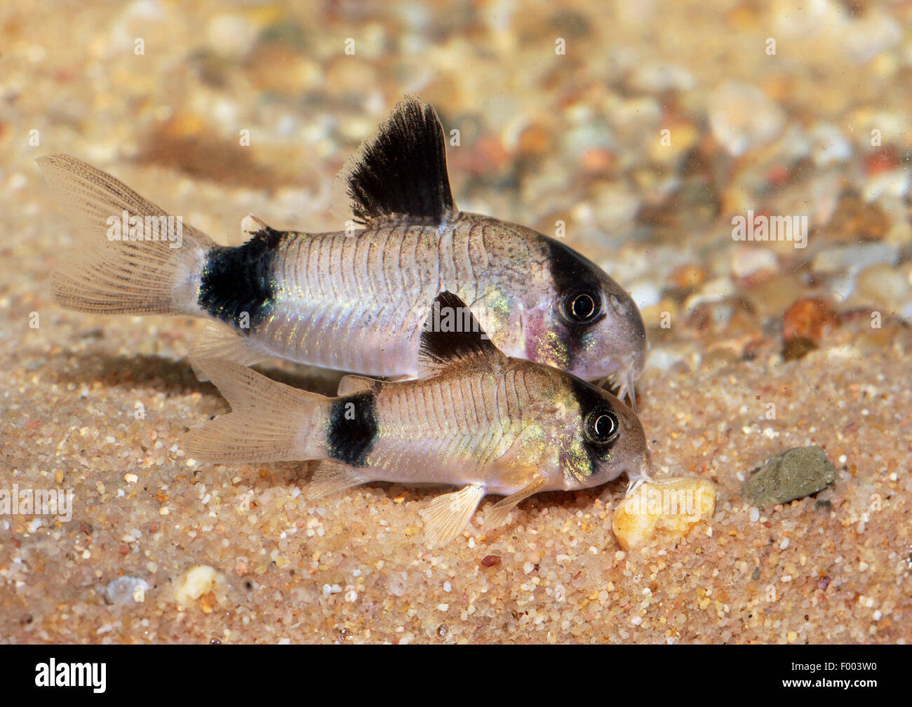 Panda Cory Catfish