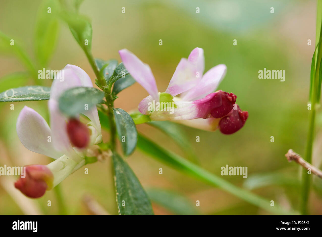 Chamaephytes hi-res stock photography and images - Alamy