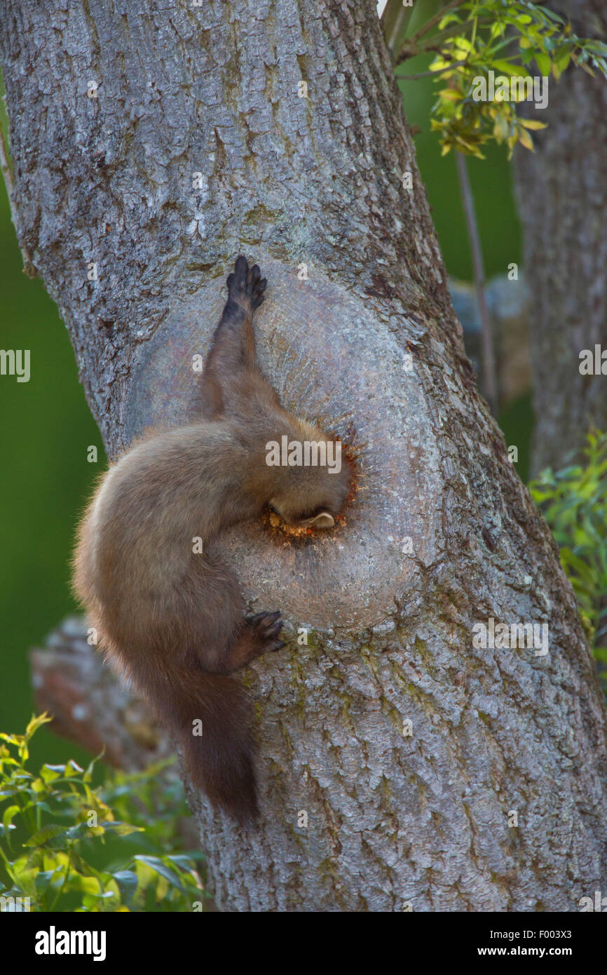 European pine marten (Martes martes), pine marten at a tree hole, going ...