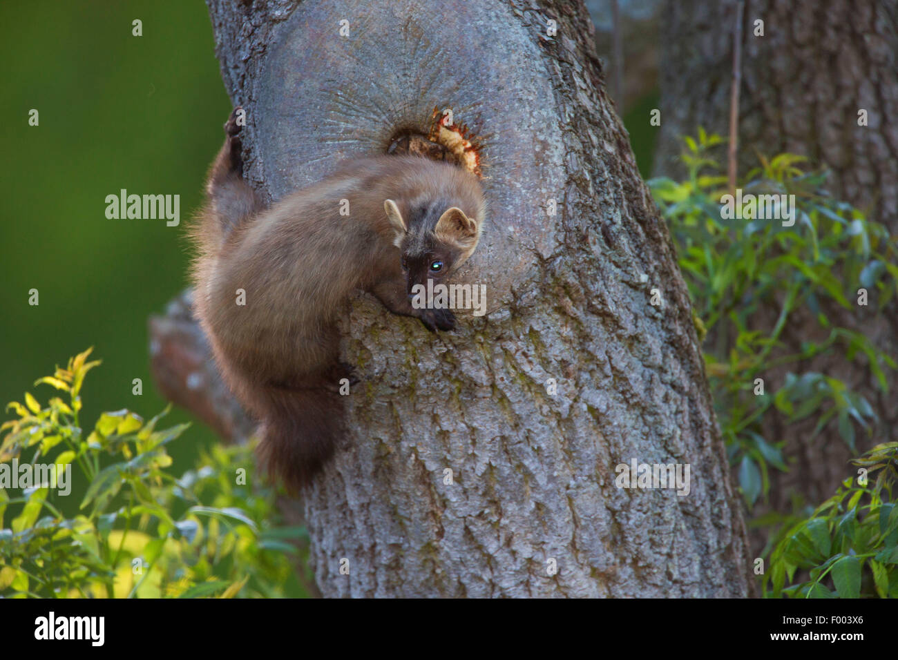 Pine marten martes martes carnivores predator mammals fauna hi-res ...