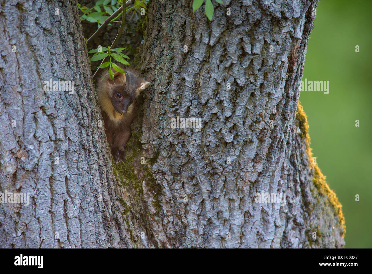 Fork in tree hi-res stock photography and images - Alamy
