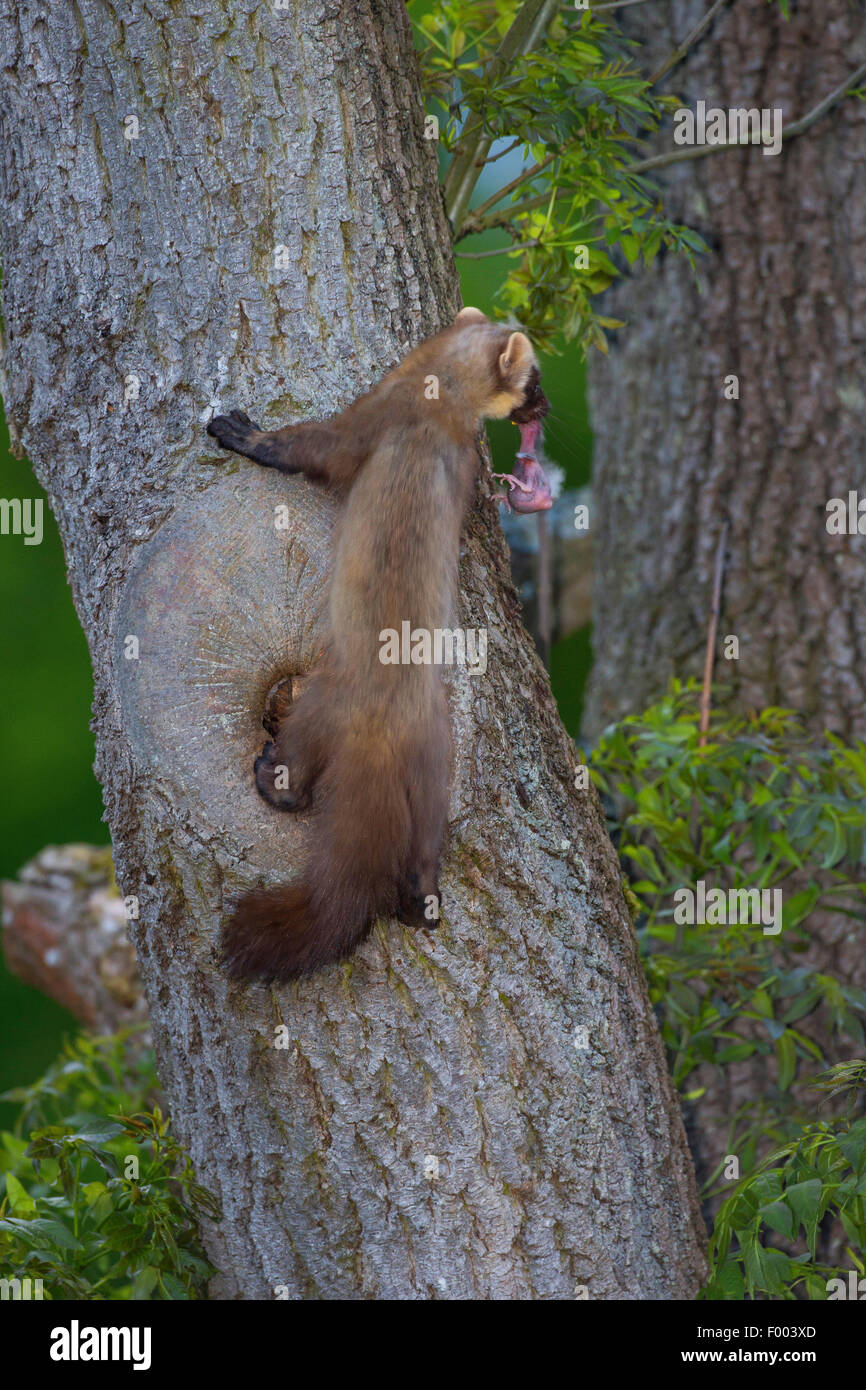 European pine marten (Martes martes), pine marten at a tree hole, going ...