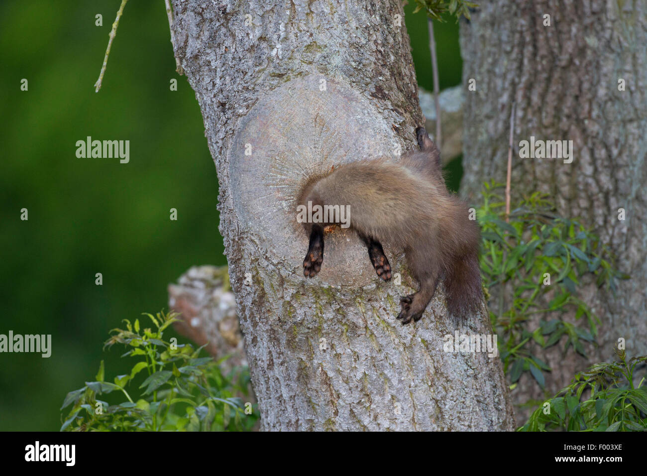 European pine marten (Martes martes), pine marten at a tree hole, going ...