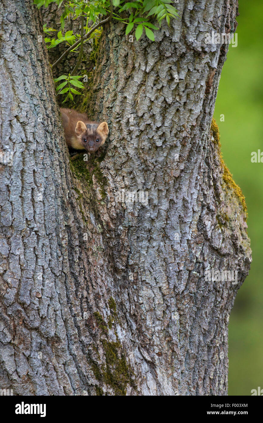Fork tree hi-res stock photography and images - Alamy