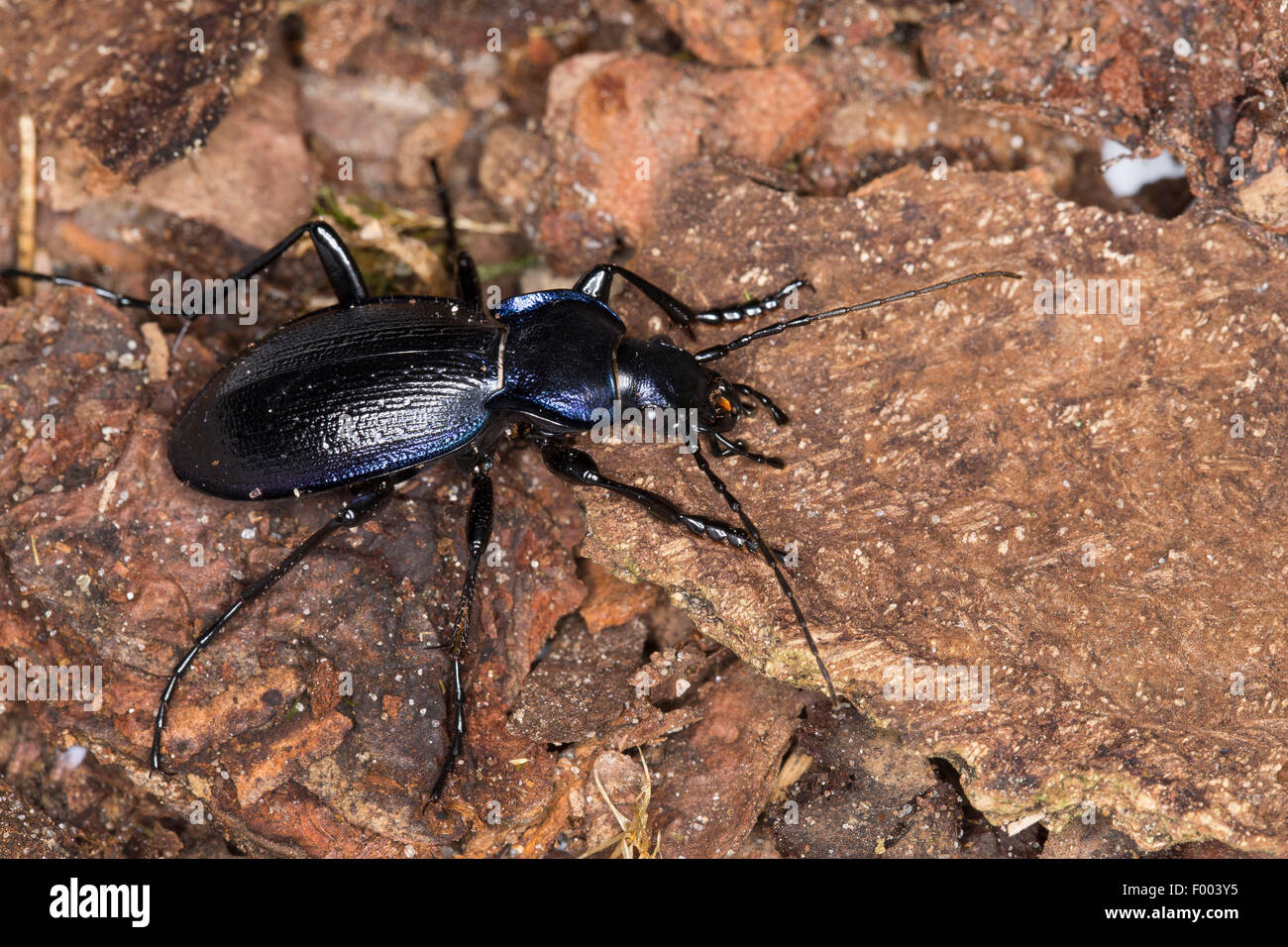 Violet ground beetle hi-res stock photography and images - Alamy