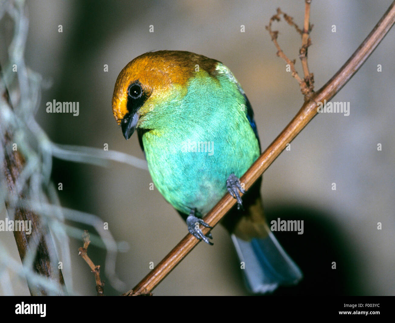 bay-headed tanager (Tangara gyrola), female Stock Photo - Alamy