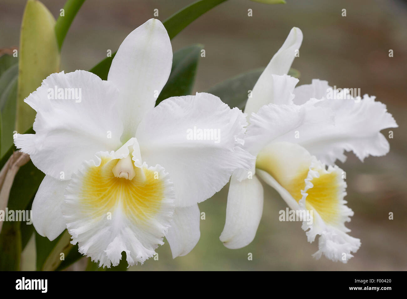 Rhyncholaeliocattleya (Rhyncholaeliocattleya Ranger Six ...
