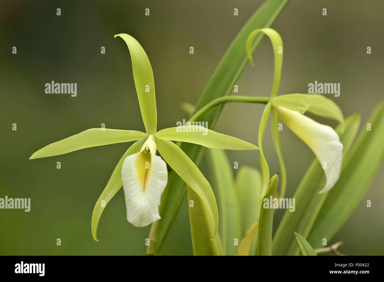 Cattleya (Cattleya), flowers Stock Photo - Alamy