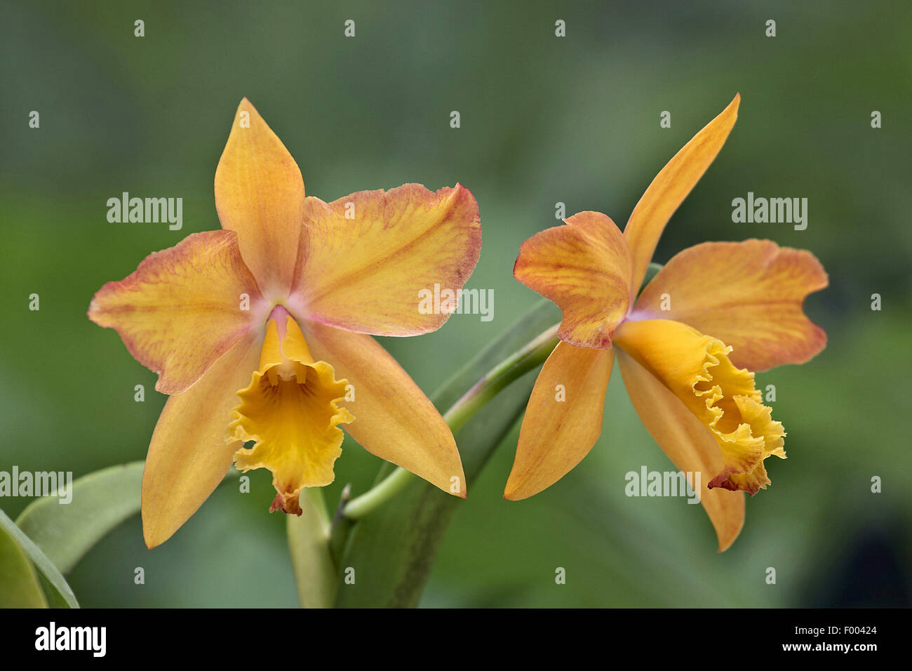 Cattleya (Cattleya), flowers Stock Photo - Alamy