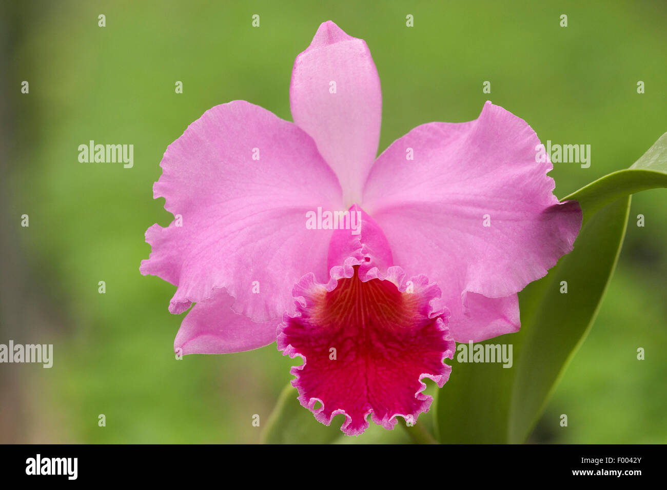 Cattleya orchid (Cattleya Culminant La Tuilerie, Cattleya Culminant 'La ...