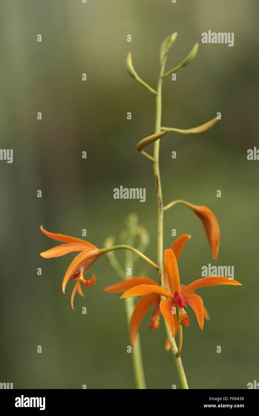 Cattleya (Cattleya), flowers Stock Photo - Alamy