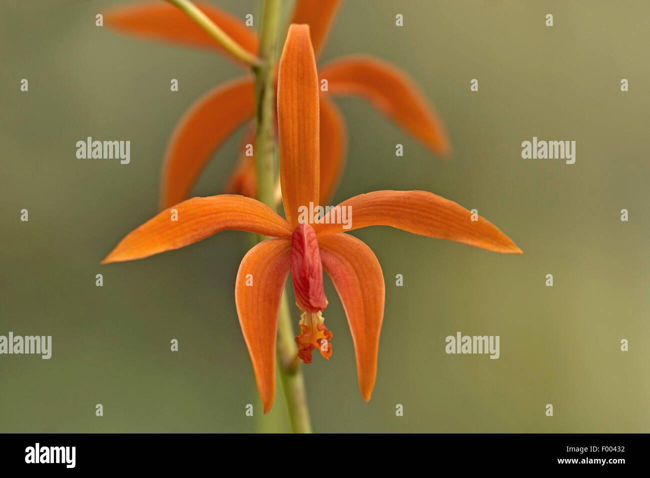 Cattleya (Cattleya), flowers Stock Photo - Alamy