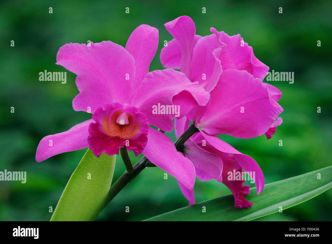 Cattleya (Cattleya), flowers Stock Photo - Alamy