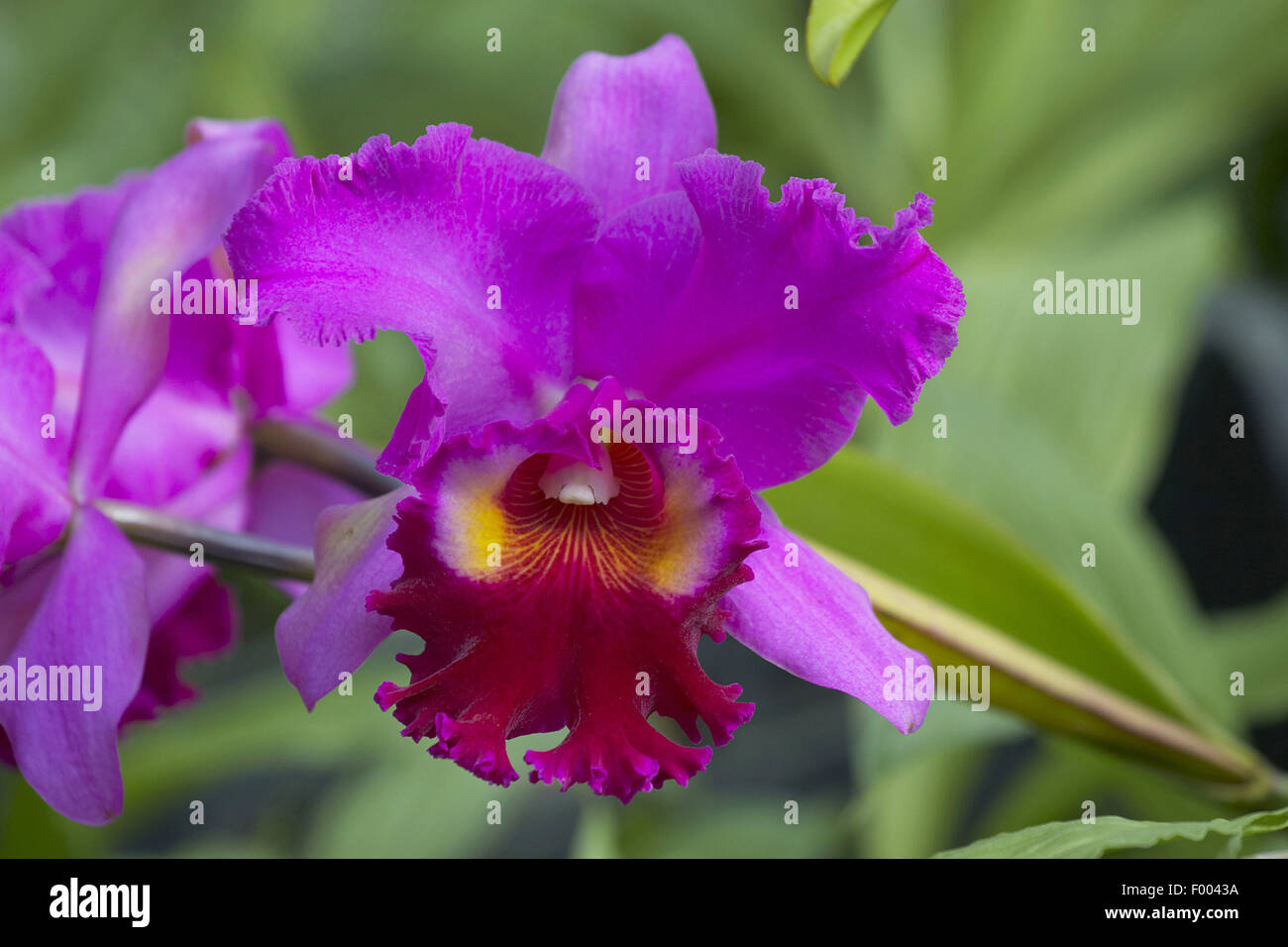 Cattleya (Cattleya), flowers Stock Photo - Alamy