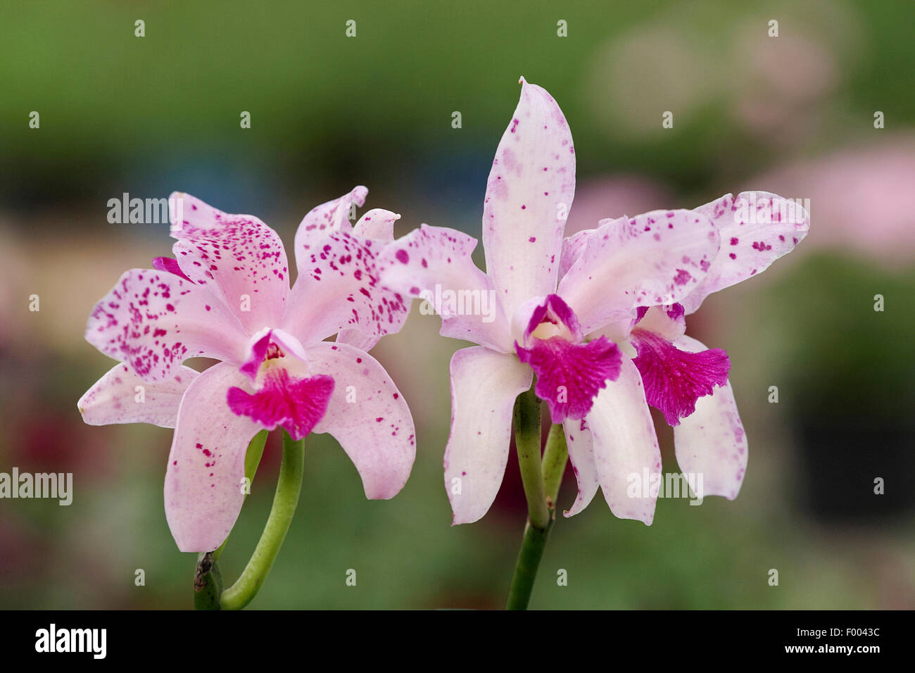 Cattleya (Cattleya amethystoglossa), flowers Stock Photo - Alamy