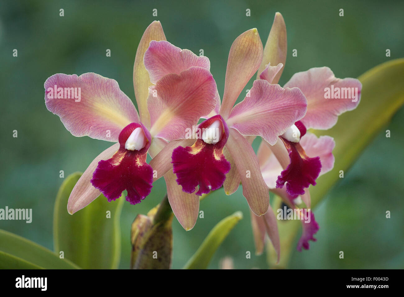 Cattleya (Cattleya), flowers Stock Photo - Alamy