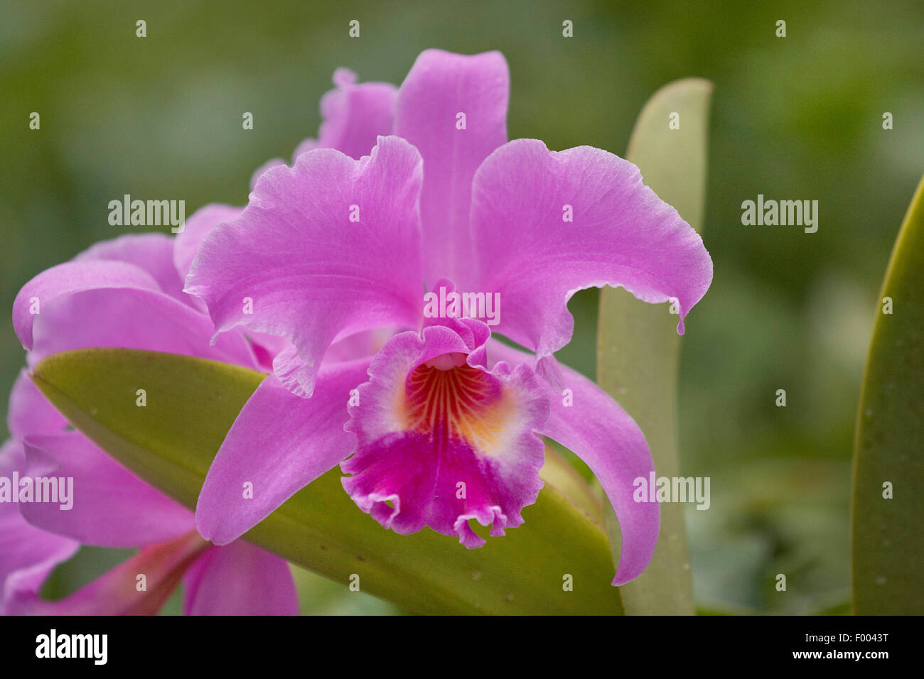 Cattleya (Cattleya), flower Stock Photo - Alamy