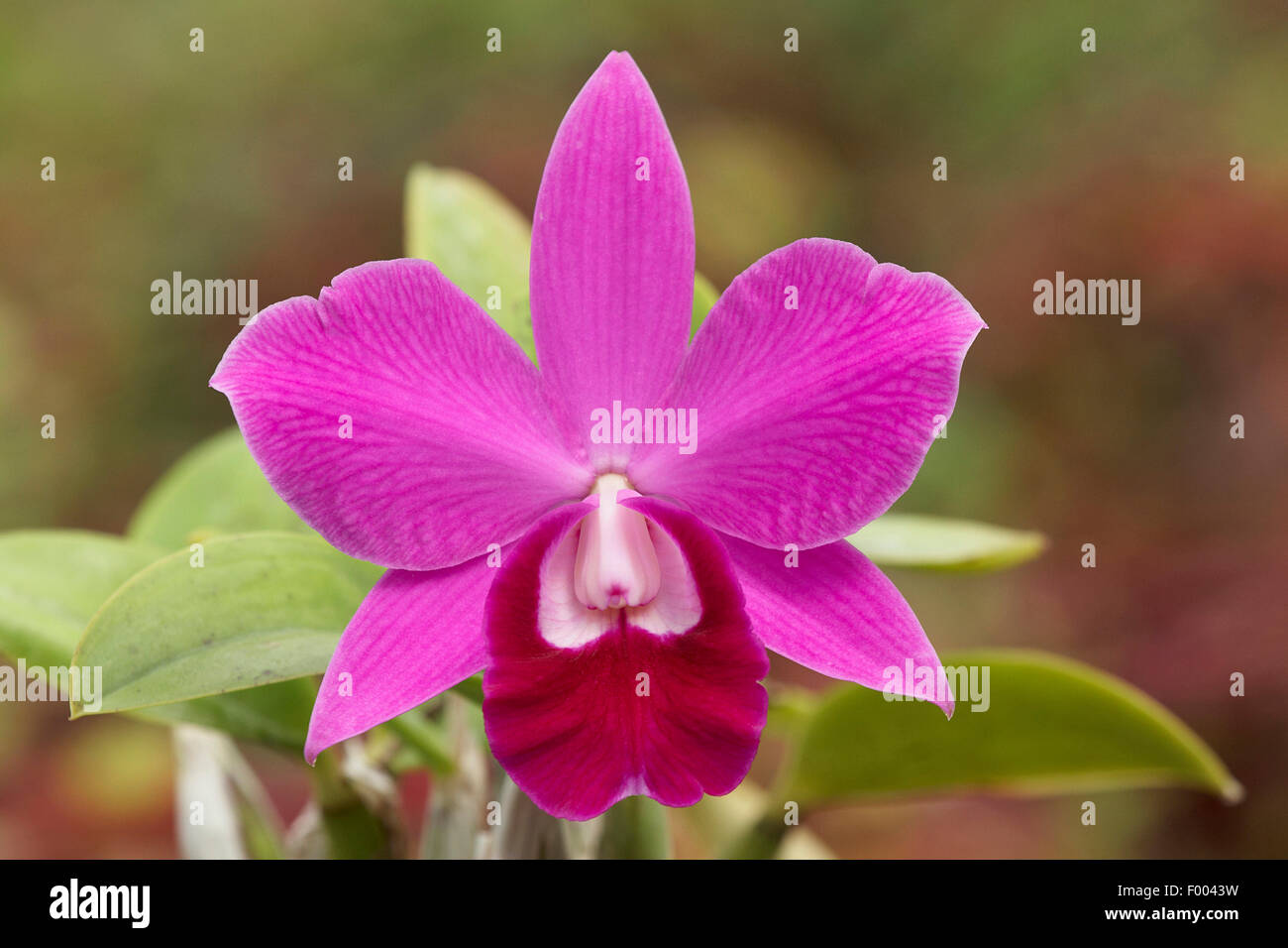Cattleya orchid (Cattleya Mini Purple, Cattleya Mini 'Purple'), flower ...
