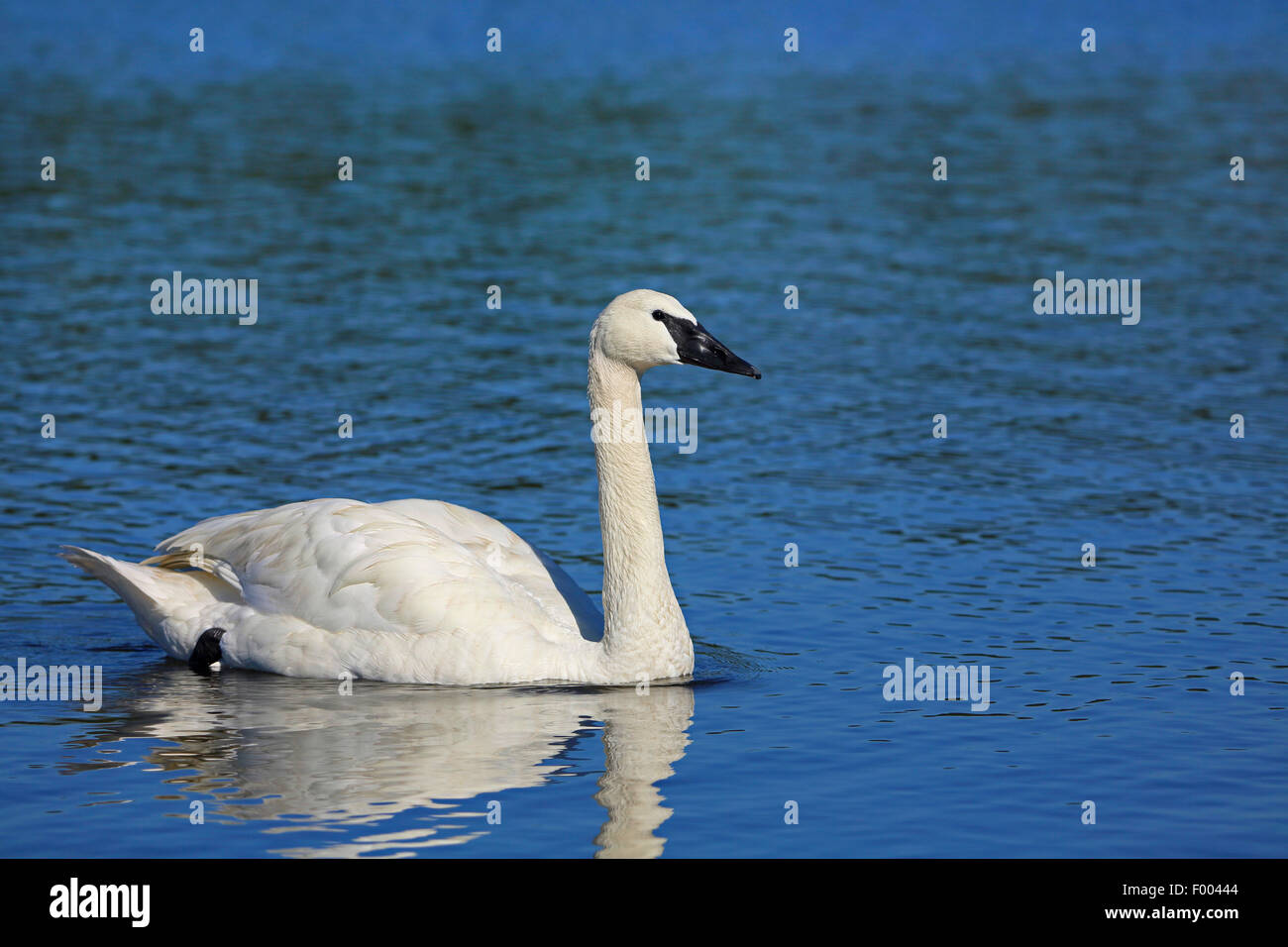trumpeter swan (Cygnus buccinator), swimming, Canada, Vancouver Island ...