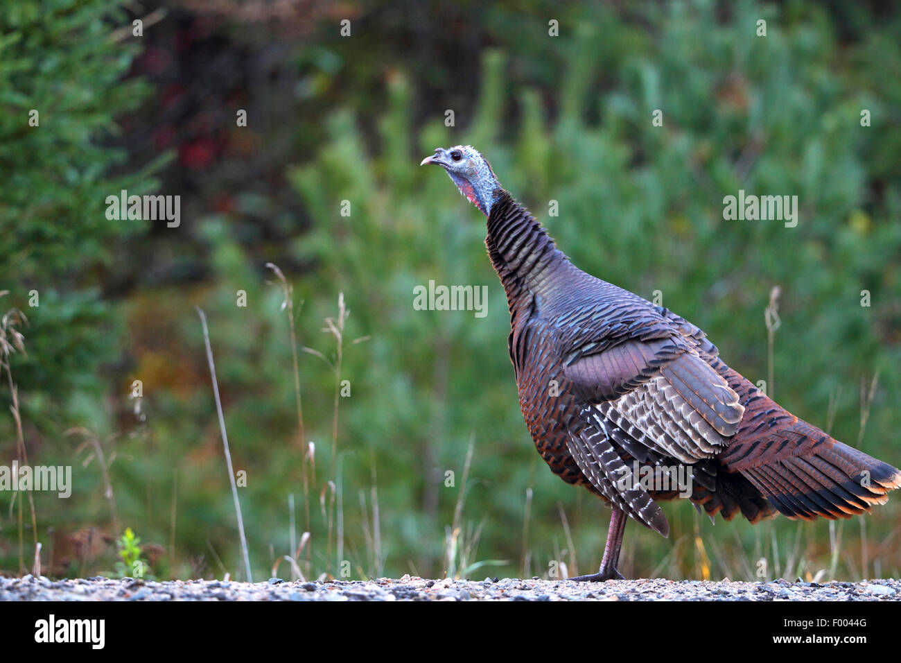common turkey (Meleagris gallopavo), female stands at the forest edge ...