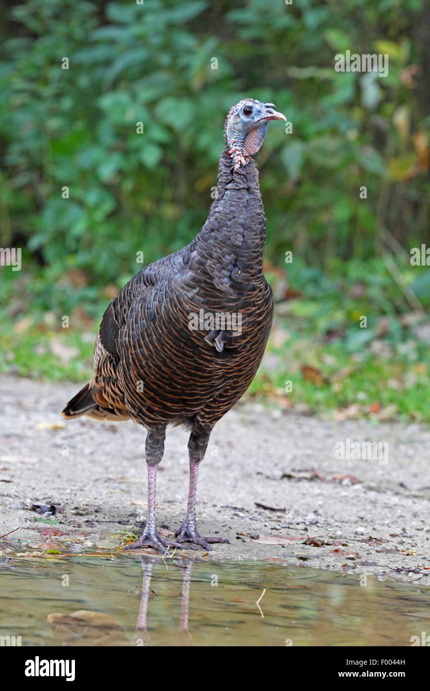 common turkey (Meleagris gallopavo), female stands at a waterhole ...