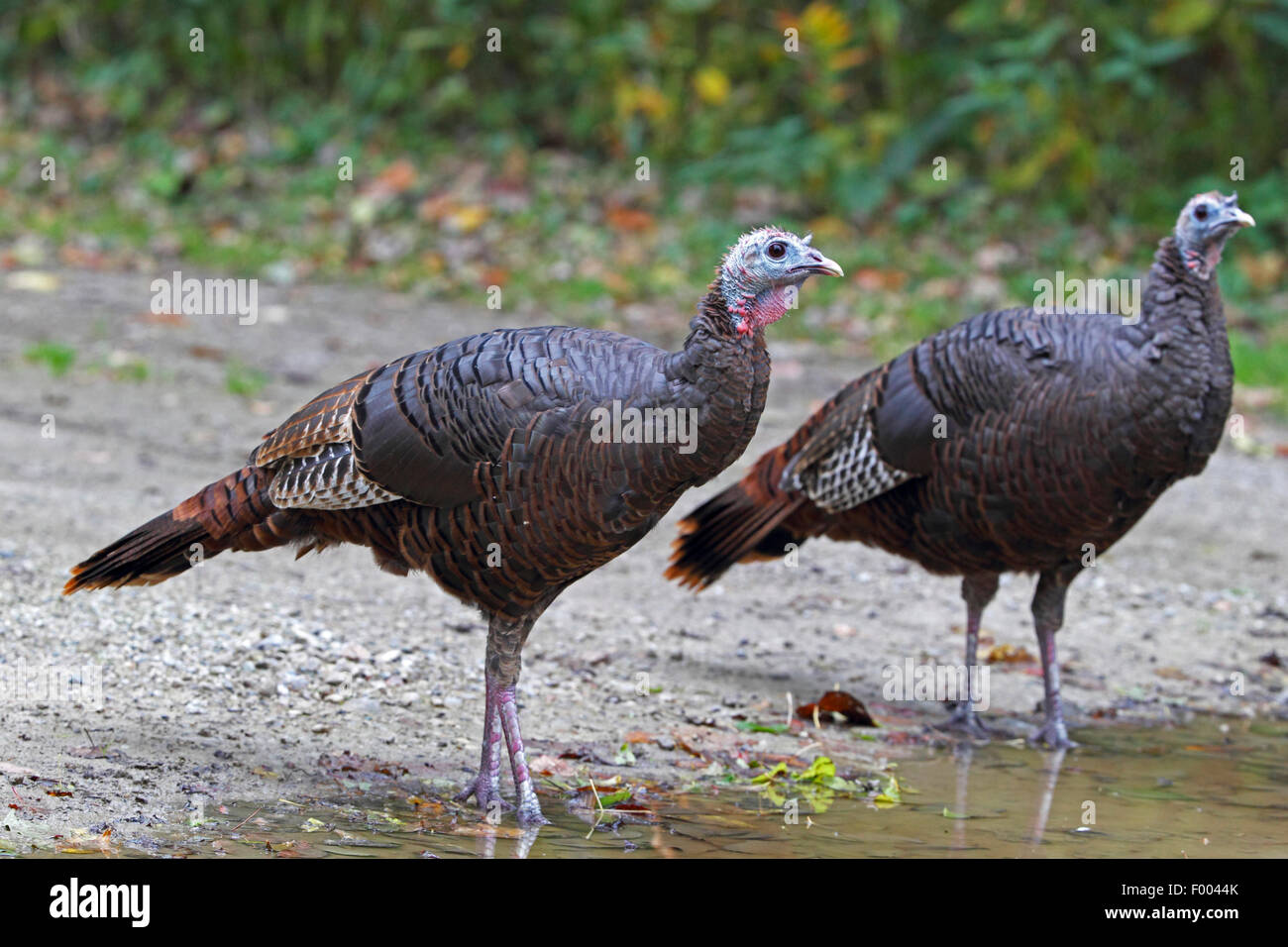 common turkey (Meleagris gallopavo), two female stand at a waterhole ...