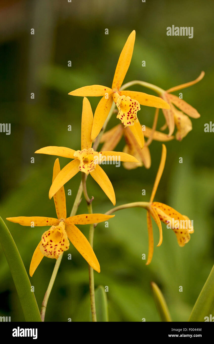 Cattleya orchid (Cattleya), flower Stock Photo - Alamy