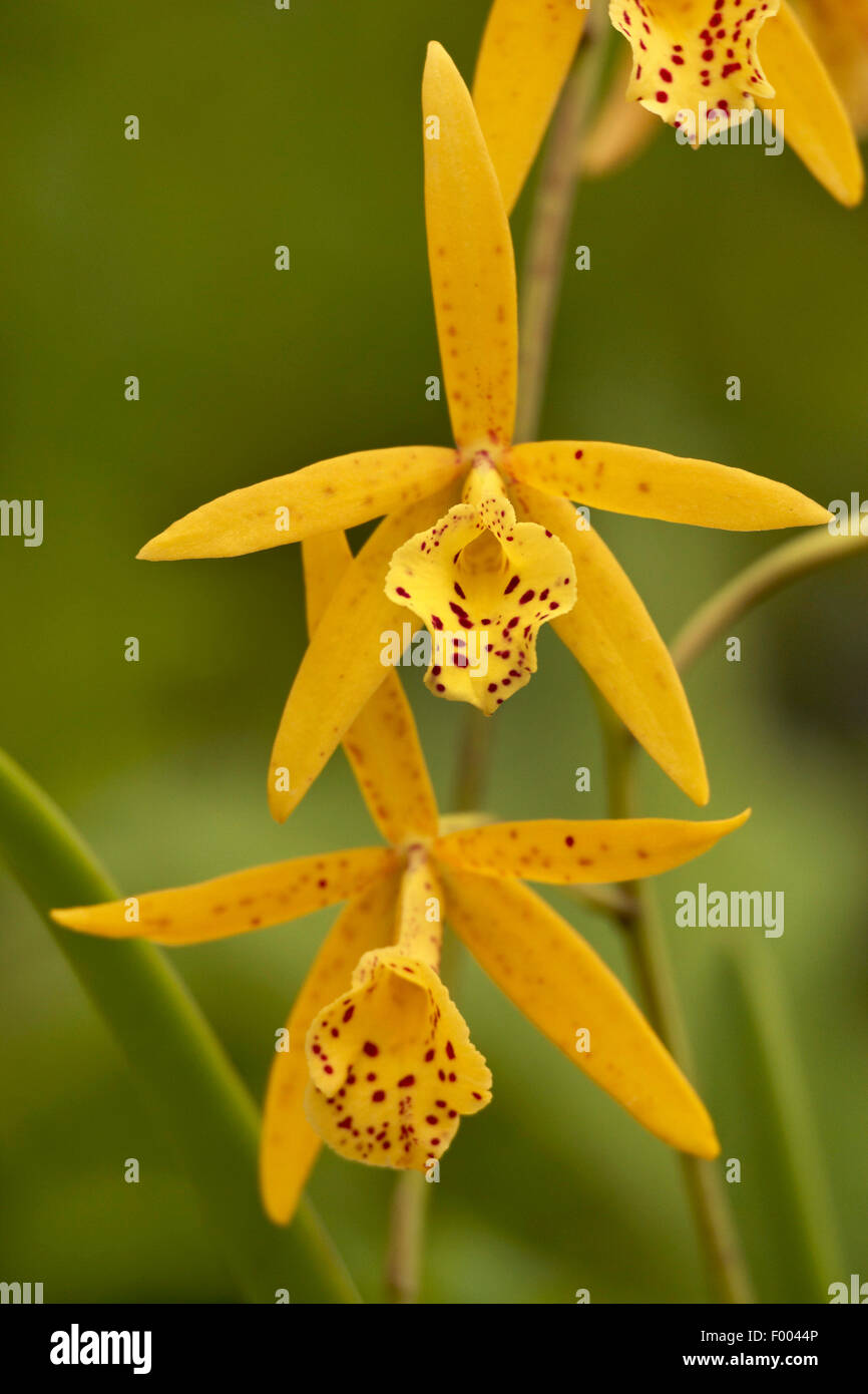 Cattleya orchid (Cattleya), flower Stock Photo - Alamy