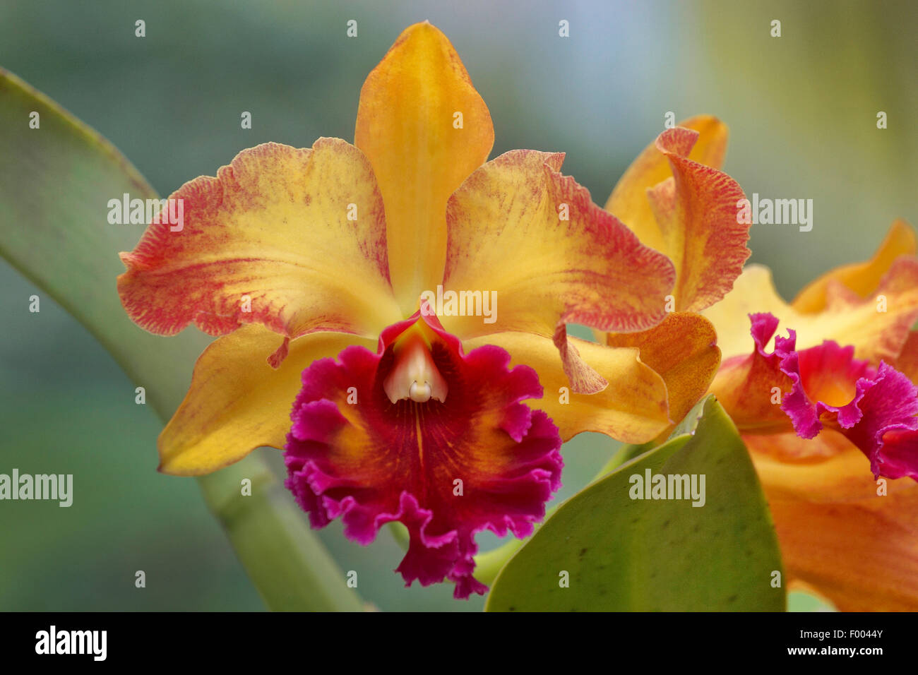 Cattleya orchid (Cattleya), flower Stock Photo - Alamy