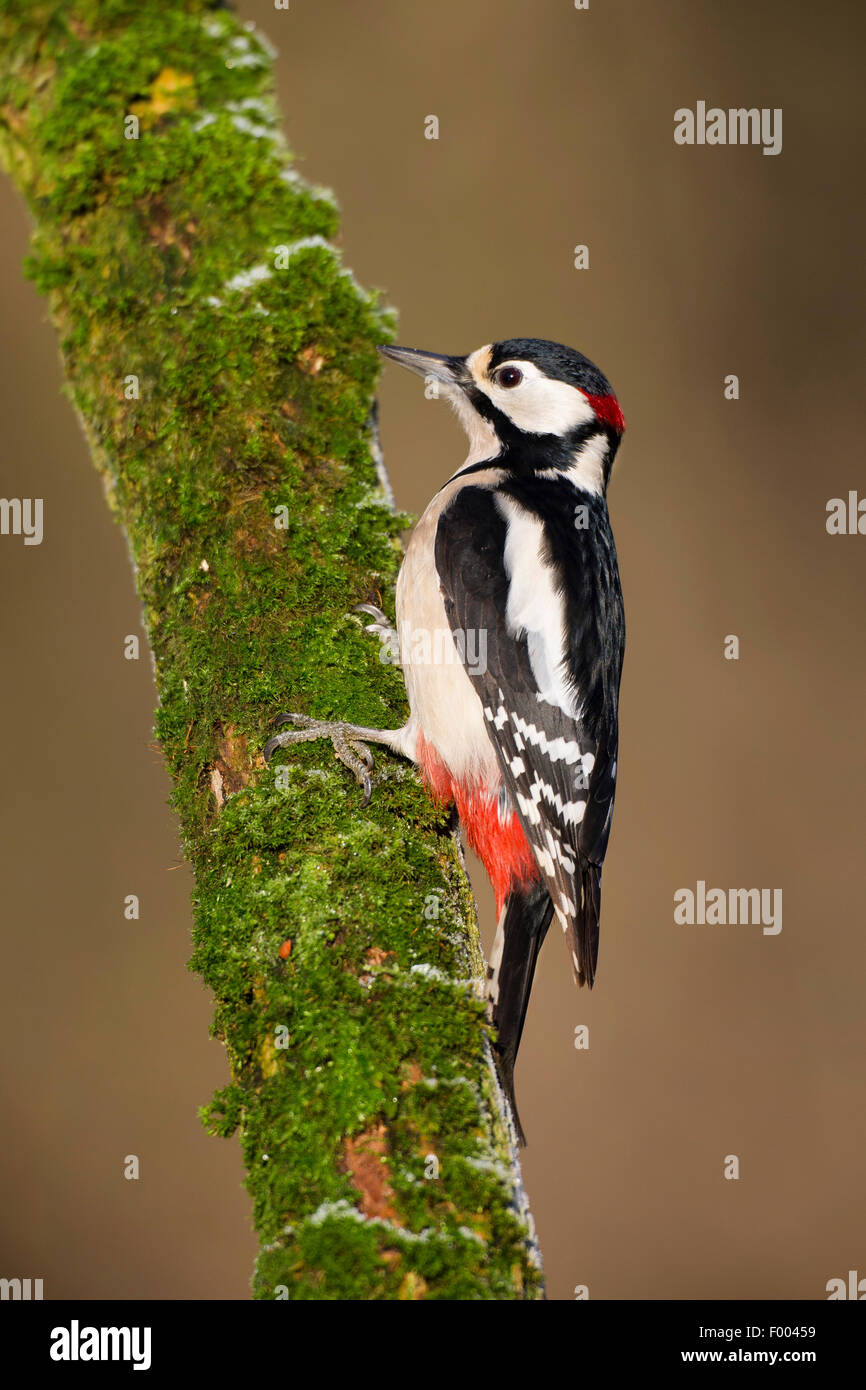 Great spotted woodpecker (Picoides major, Dendrocopos major), male on ...