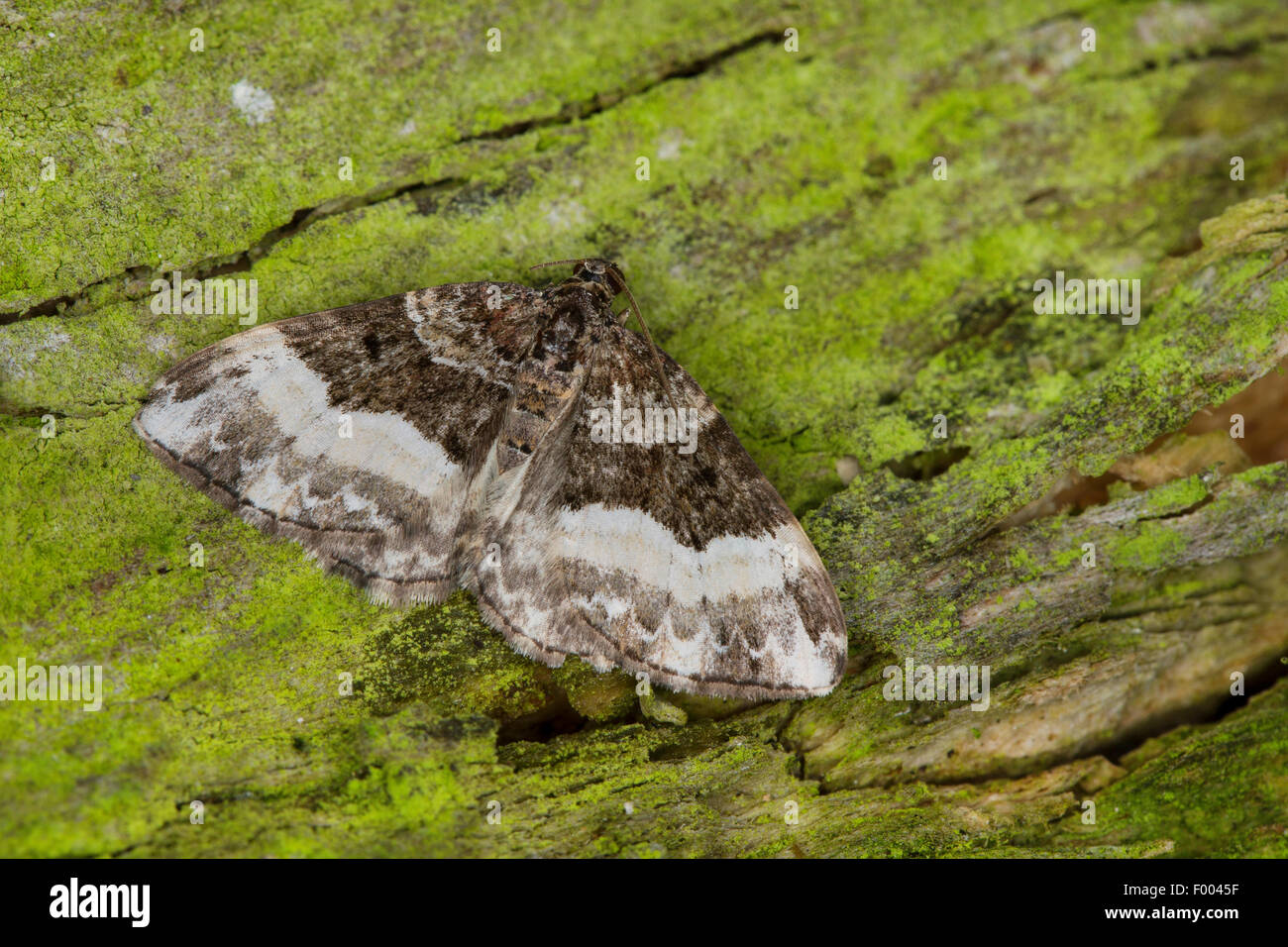 Sharp angled carpet moth hi-res stock photography and images - Alamy