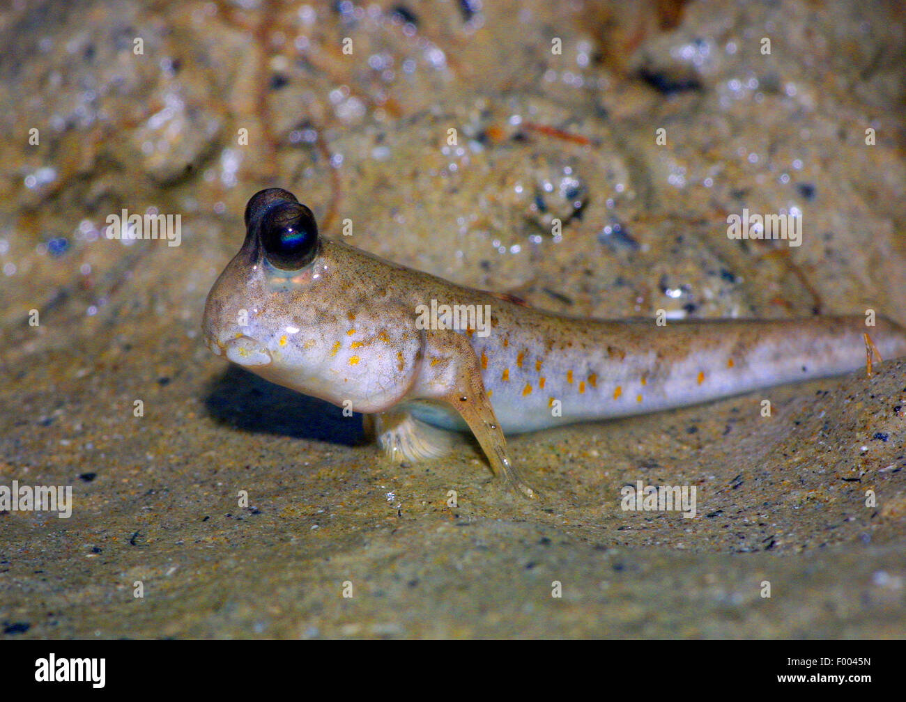 Periophthalmus (Periophthalmus spec.), on muddy shore Stock Photo - Alamy