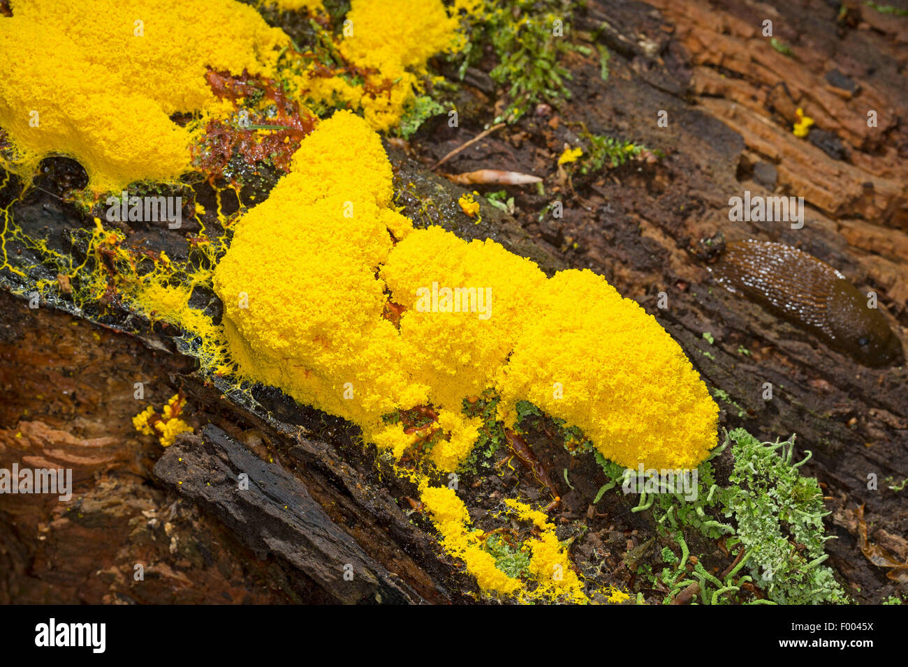 Slime fungus hi-res stock photography and images - Alamy