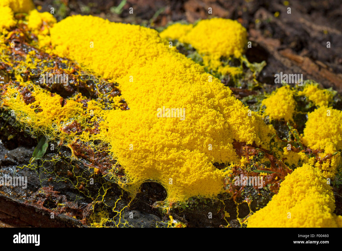 Sulphur Slime Fungus (Fuligo septica), Slime Fungus on deadwood ...