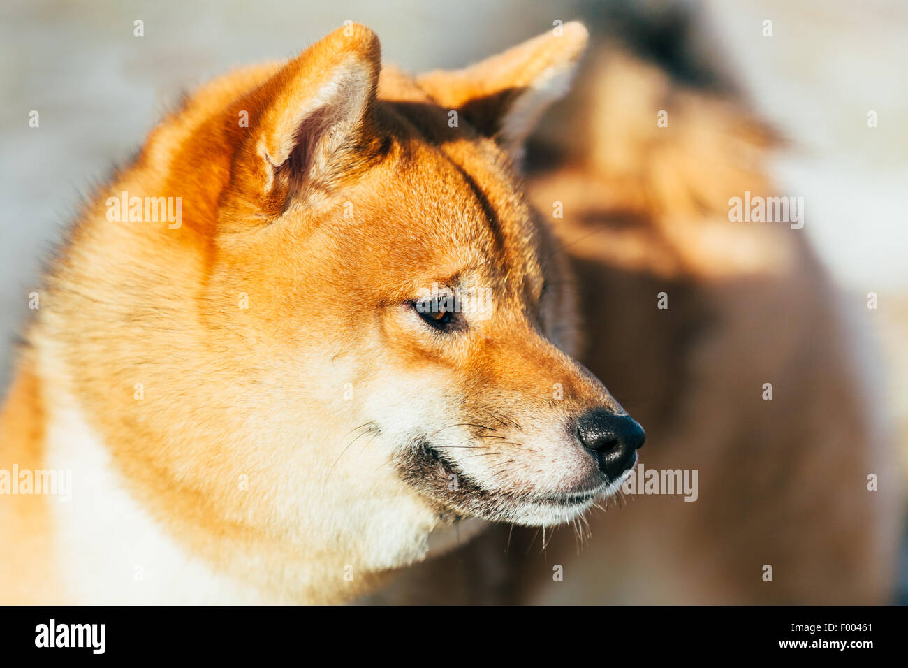 Close Up Head Snout Of Beautiful Young Red Shiba Inu Puppy Dog Staying ...