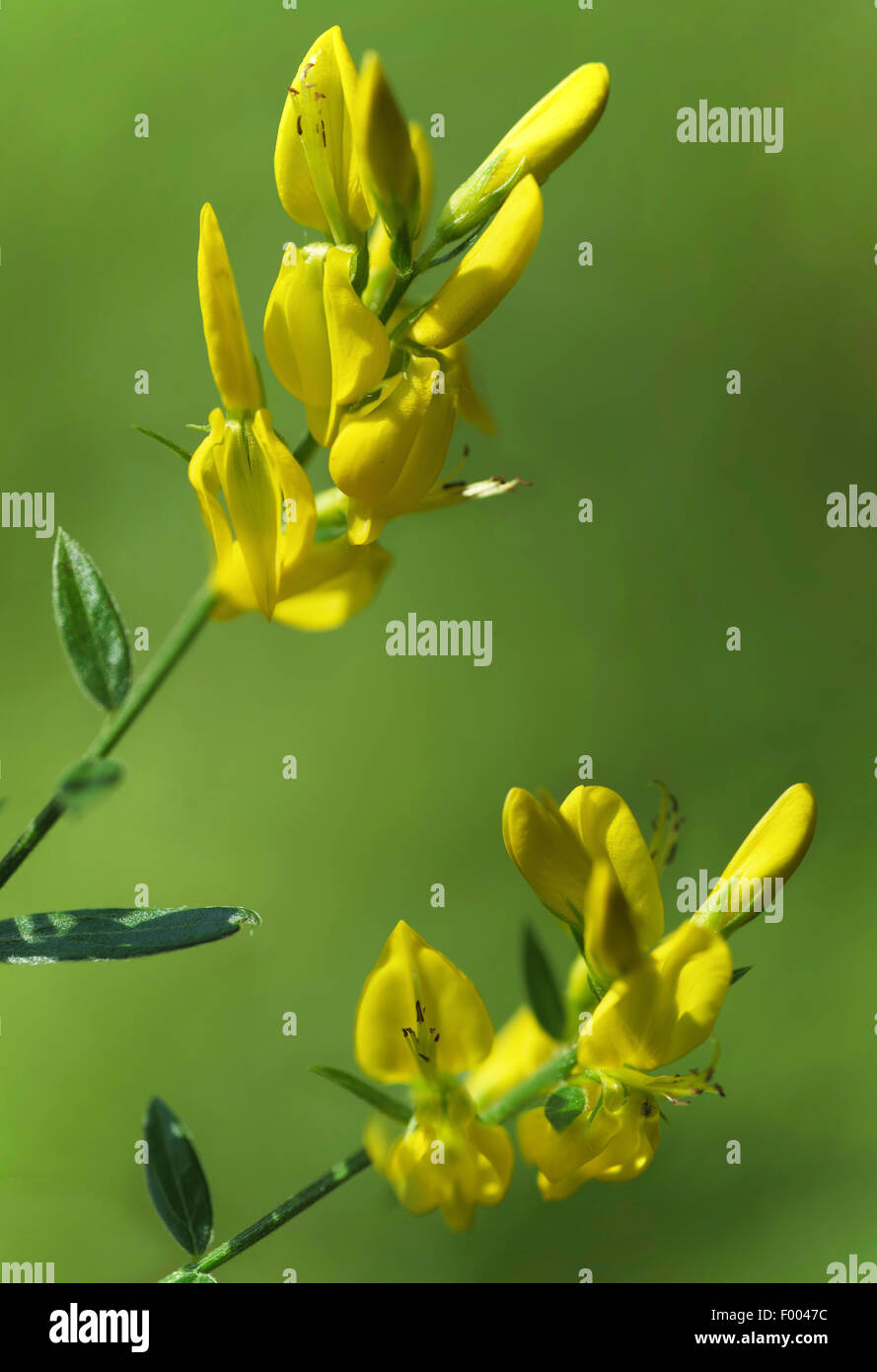 dyer's greenweed, Dyer's greenweed (Genista tinctoria), blooming ...