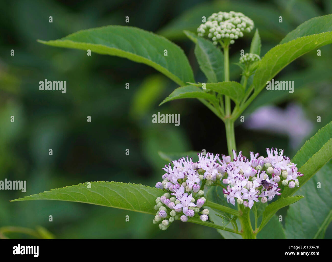 dwarf elder (Sambucus ebulus), blooming, Germany, Bavaria, Oberbayern ...