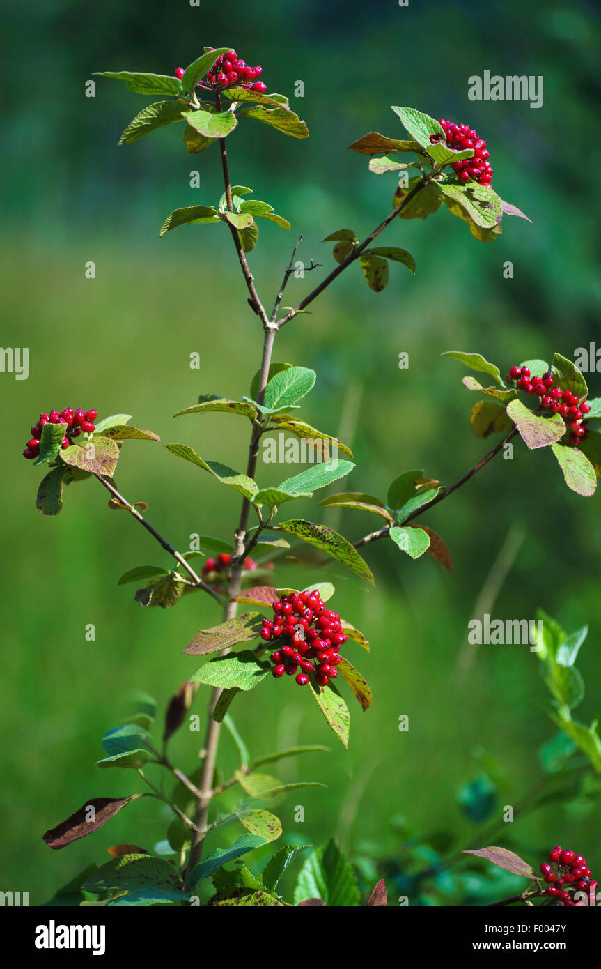 wayfaring-tree (Viburnum lantana), fruiting, Germany, Bavaria ...
