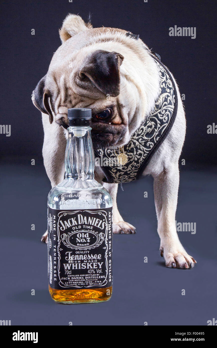 Animal bottle hi-res stock photography and images - Alamy