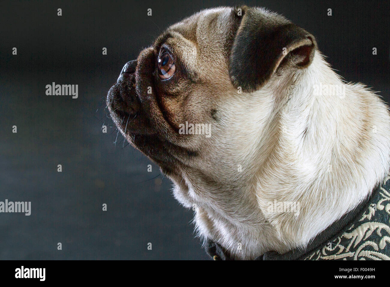 Pug (Canis lupus f. familiaris), portrait in front of black background ...