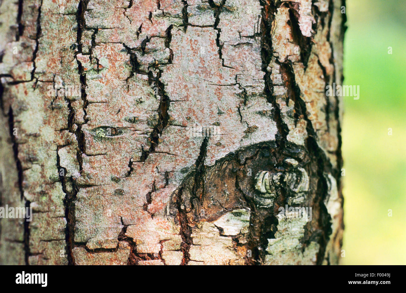 service-tree (Sorbus domestica), bark Stock Photo - Alamy