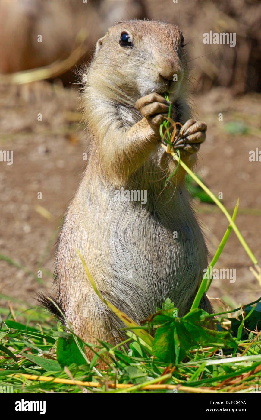 black-tailed prairie dog, Plains prairie dog (Cynomys ludovicianus ...