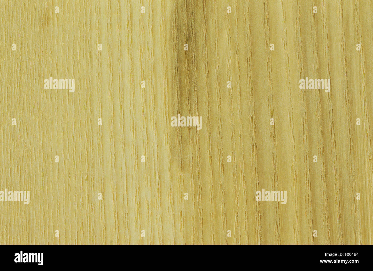 common ash, European ash (Fraxinus excelsior), wood Stock Photo - Alamy