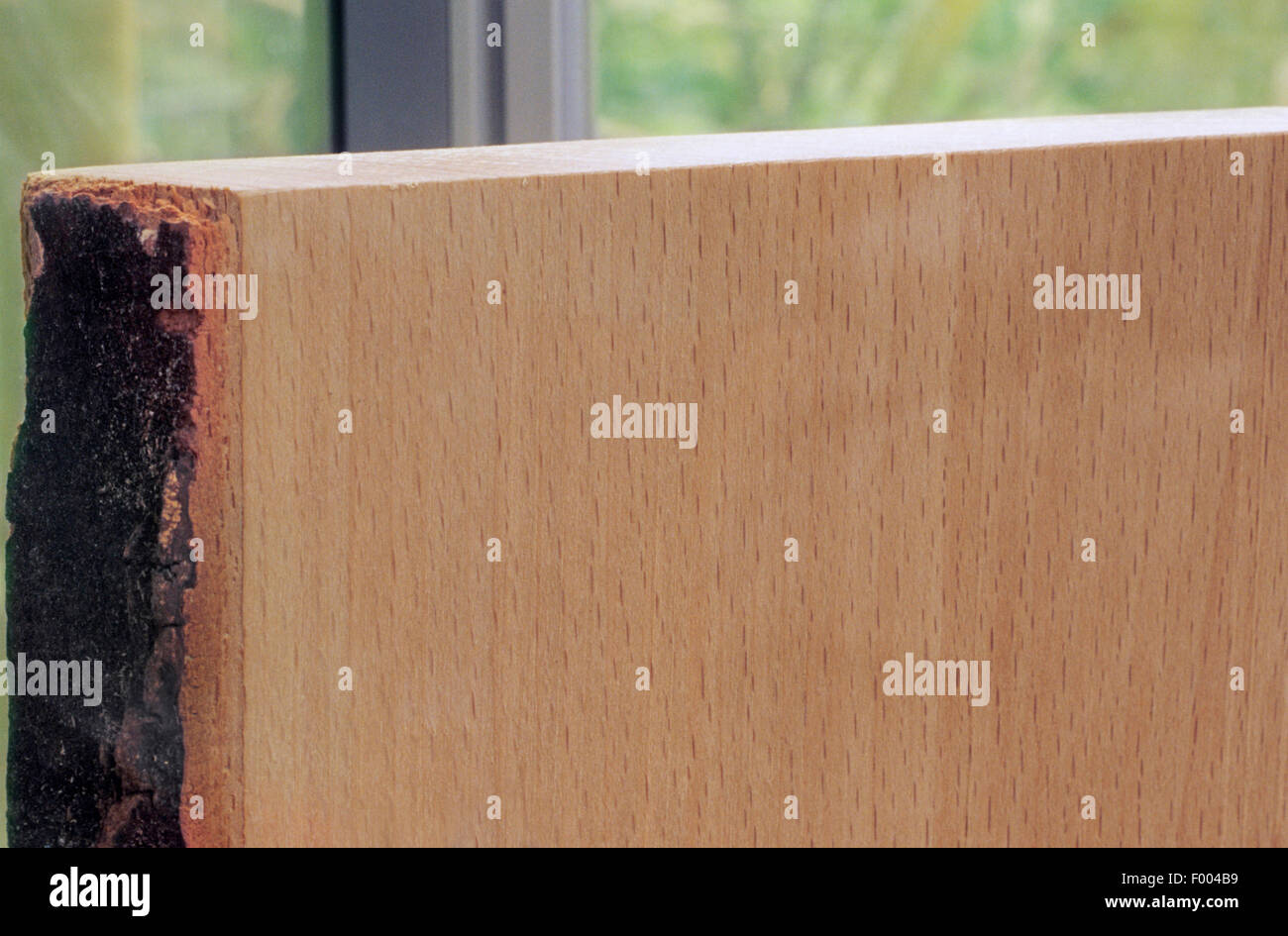 common beech (Fagus sylvatica), wood Stock Photo - Alamy