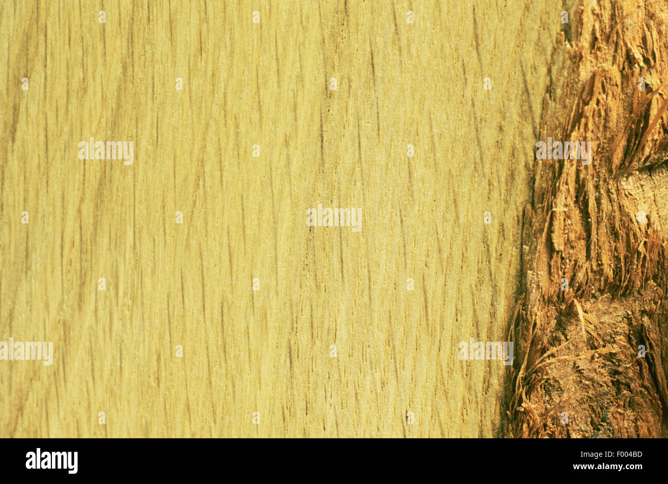 common oak, pedunculate oak, English oak (Quercus robur), wood Stock ...