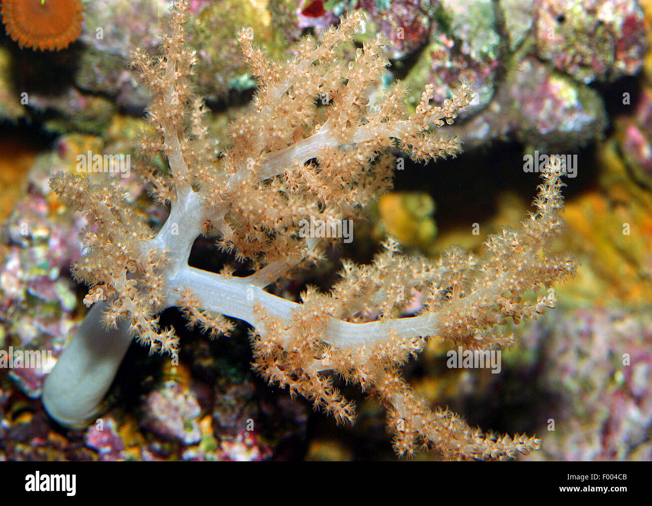 Alcyoniidae hi-res stock photography and images - Alamy