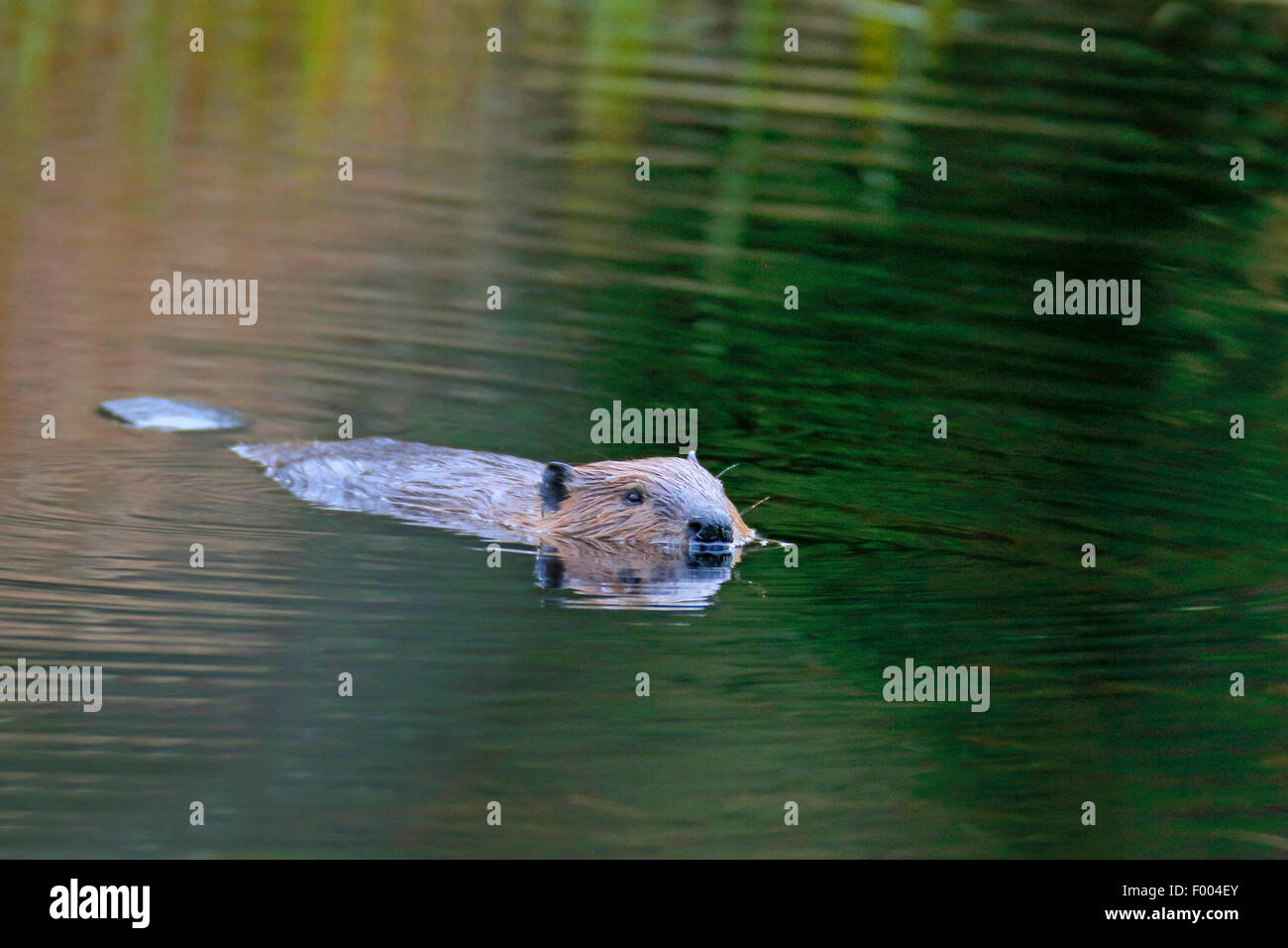 North American beaver, Canadian beaver (Castor canadensis), beaver ...