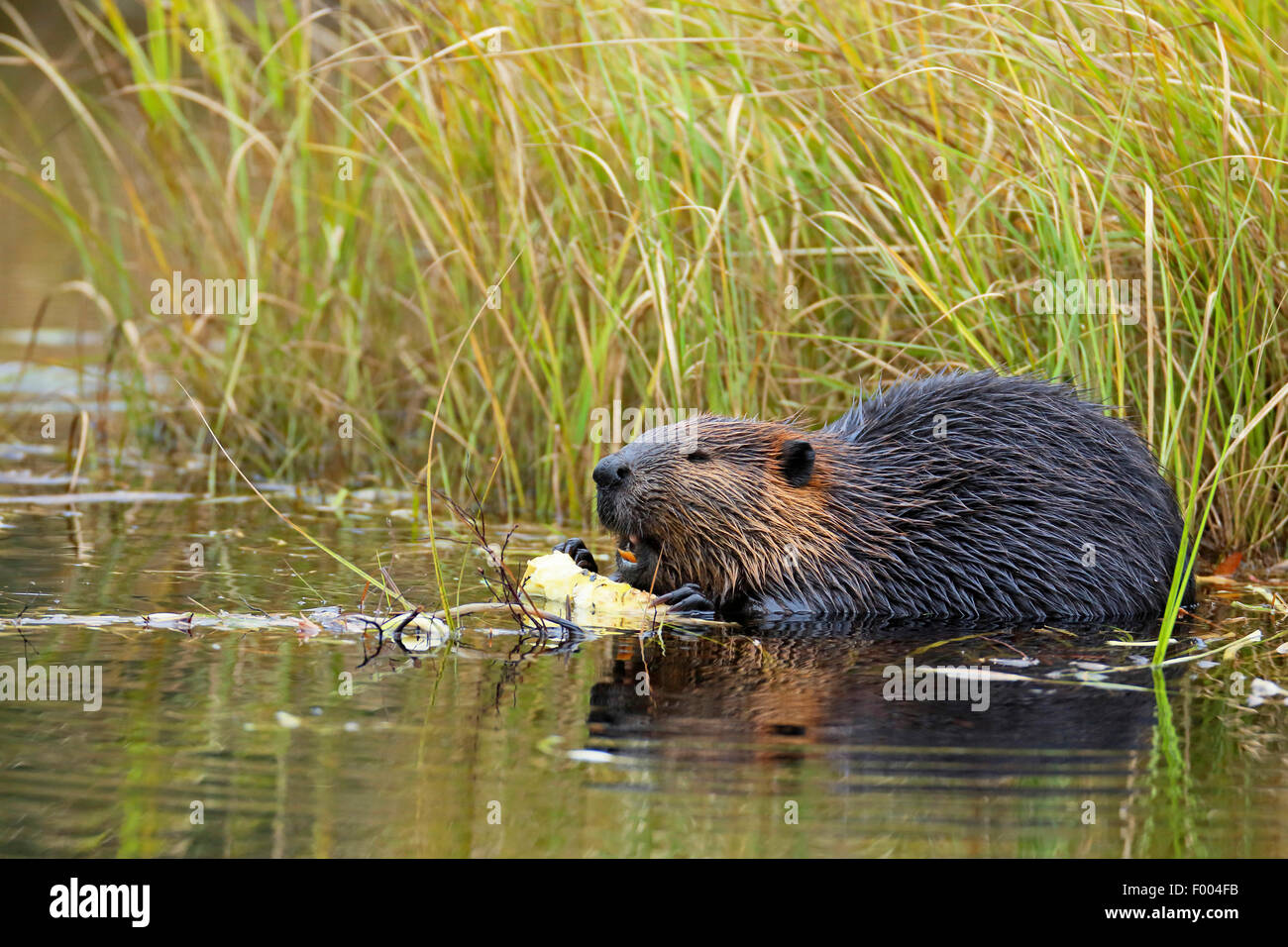 North American beaver, Canadian beaver (Castor canadensis), sits on ...