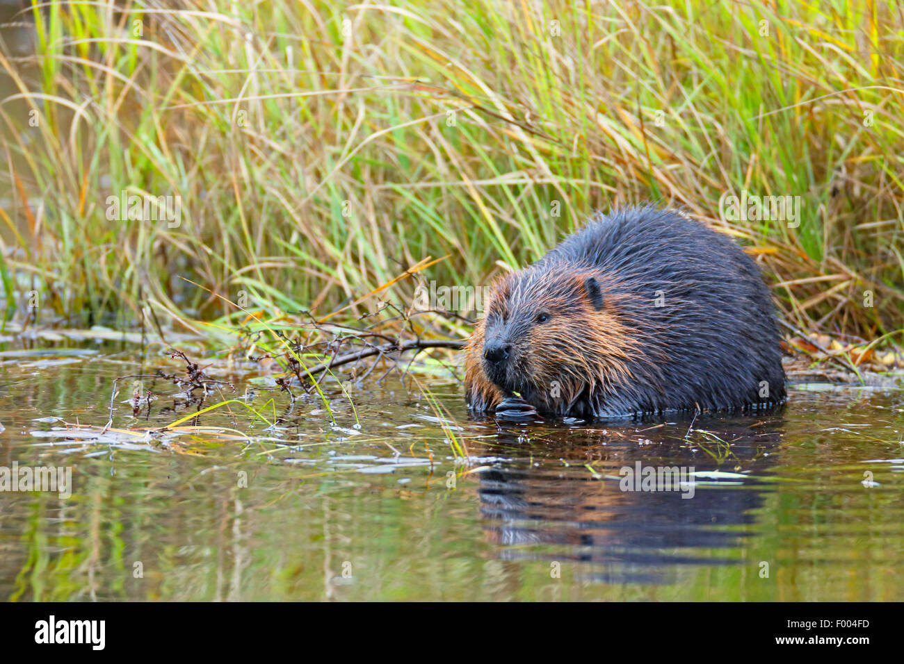 North American beaver, Canadian beaver (Castor canadensis), sits on ...